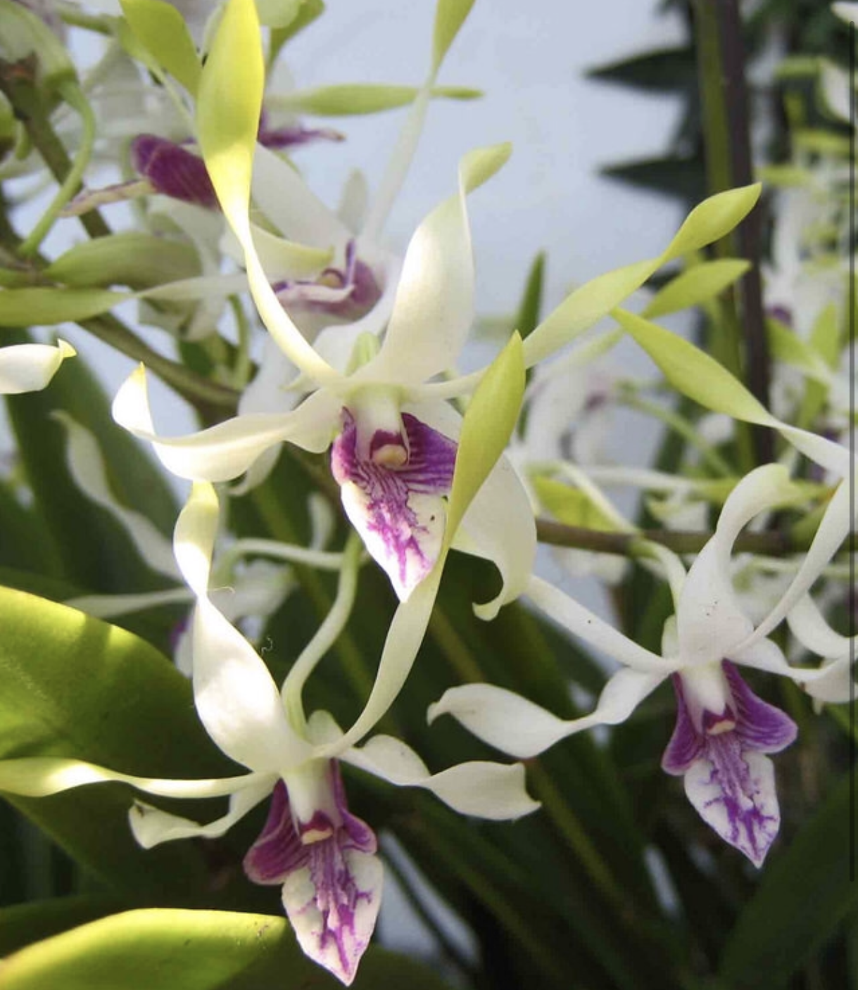 Store - BELLE DANSE ORCHIDS & TROPICALS