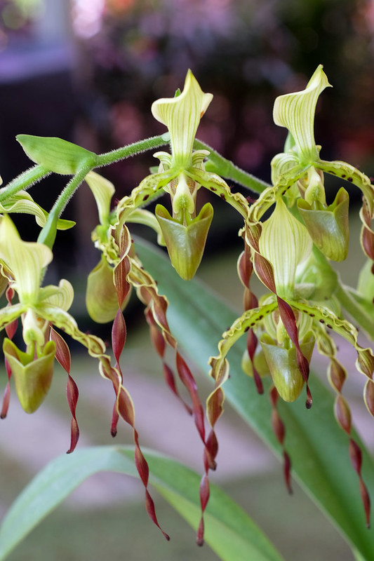Paphiopedilum - BELLE DANSE ORCHIDS & TROPICALS