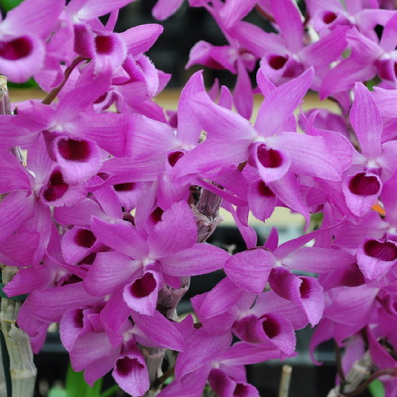 Store - BELLE DANSE ORCHIDS & TROPICALS