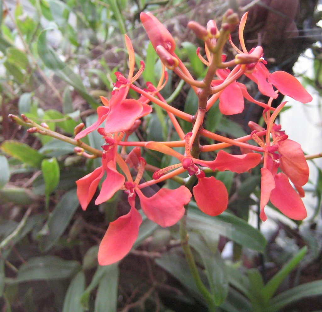 Store - BELLE DANSE ORCHIDS & TROPICALS