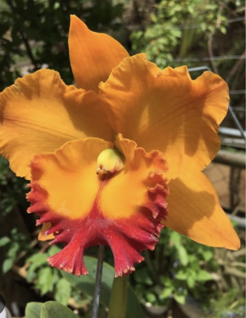 Cattleyas - BELLE DANSE ORCHIDS & TROPICALS